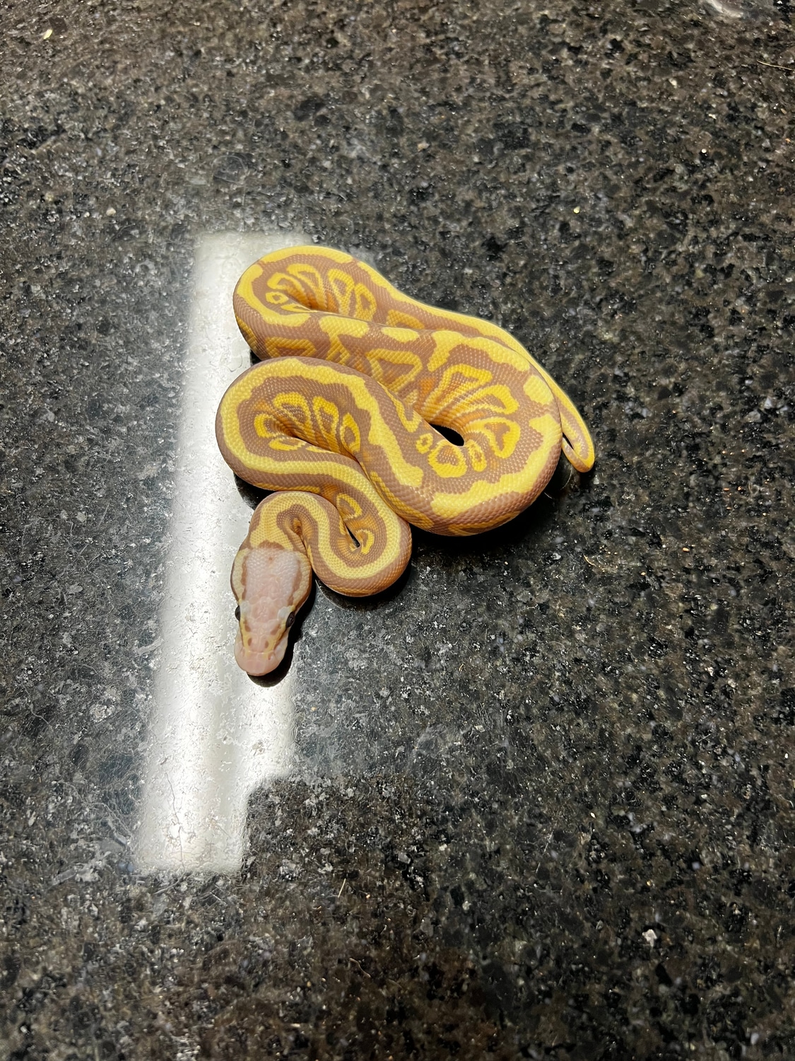 Banana Pastave Spotnose Het Clown Ball Python by ZDC Reptiles - MorphMarket