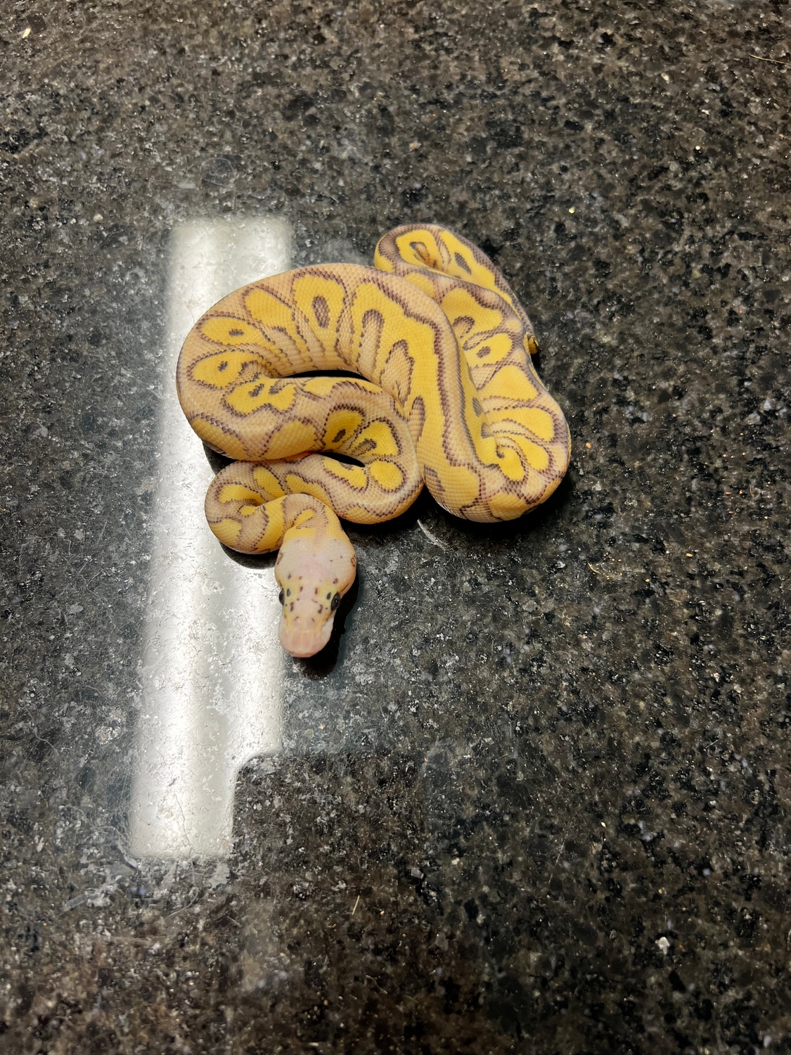 Pastave Redstripe Spotnose Clown Ball Python by ZDC Reptiles - MorphMarket
