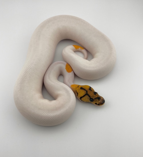 Super Orange Dream Yellowbelly Fire Clown Pied Ball Python by ZDC Reptiles
