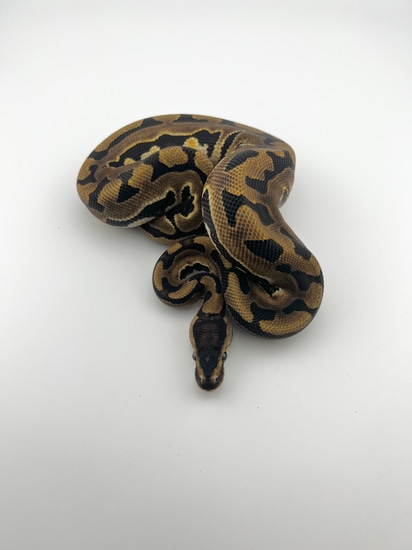 Puzzle Ball Python by ZDC Reptiles