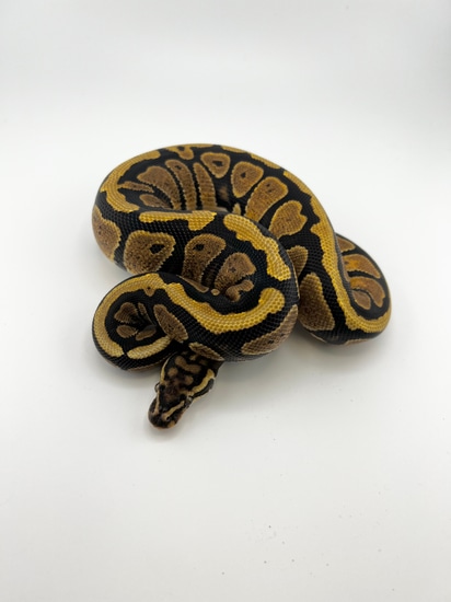 Spotnose Het Sunset Ball Python by ZDC Reptiles