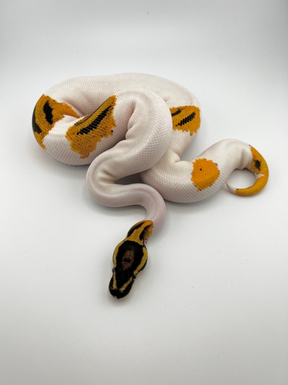 Orange Dream Yellowbelly Pied Het Clown Ball Python by ZDC Reptiles