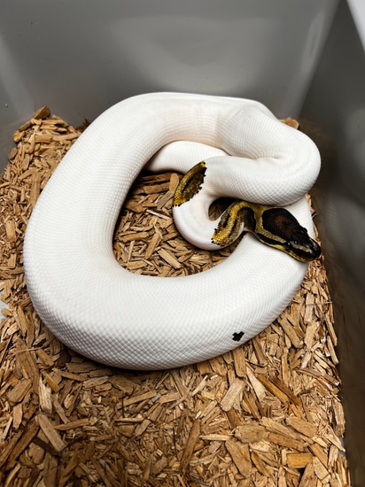 Yellowbelly Or Asphalt Pied Ball Python by ZDC Reptiles