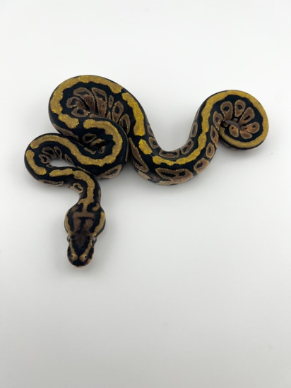 Spotnose Het Clown Ball Python by ZDC Reptiles