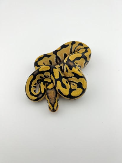 Desert Ghost Crypton Het Genetic Stripe Ball Python by ZDC Reptiles