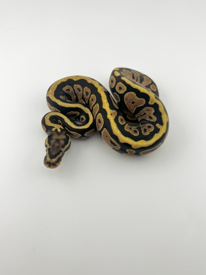 Spotnose Het Hypo Het Sunset Ball Python by ZDC Reptiles