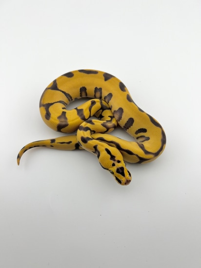Pastel Super Enchi Leopard Desert Ghost Het Clown Ball Python by ZDC ...