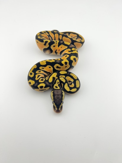 Pastel Orange Dream Het Sunset Het Puzzle Het Hypo Ball Python by ZDC ...