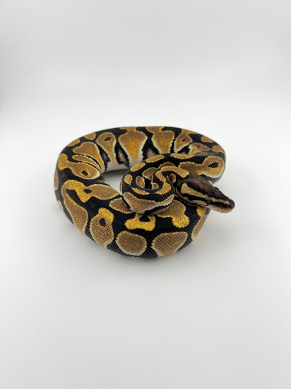 Orange Dream Het Sunset Het Puzzle Ball Python by ZDC Reptiles