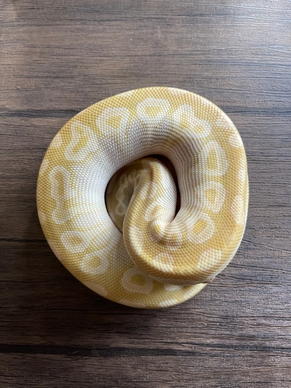 Crystal Ball Python by ZD Royals