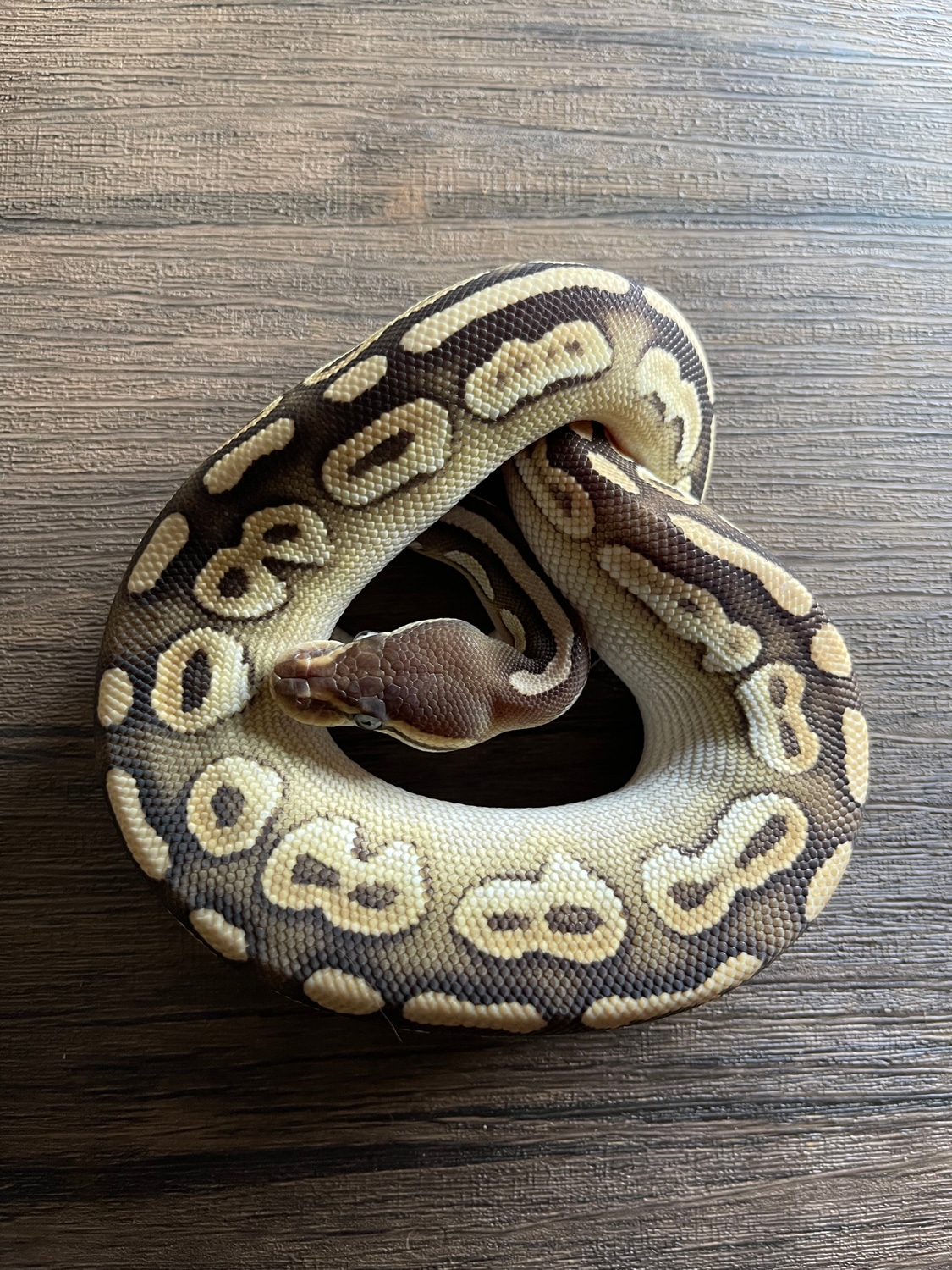 Cinnamon Mojave Ball Python by ZD Royals - MorphMarket