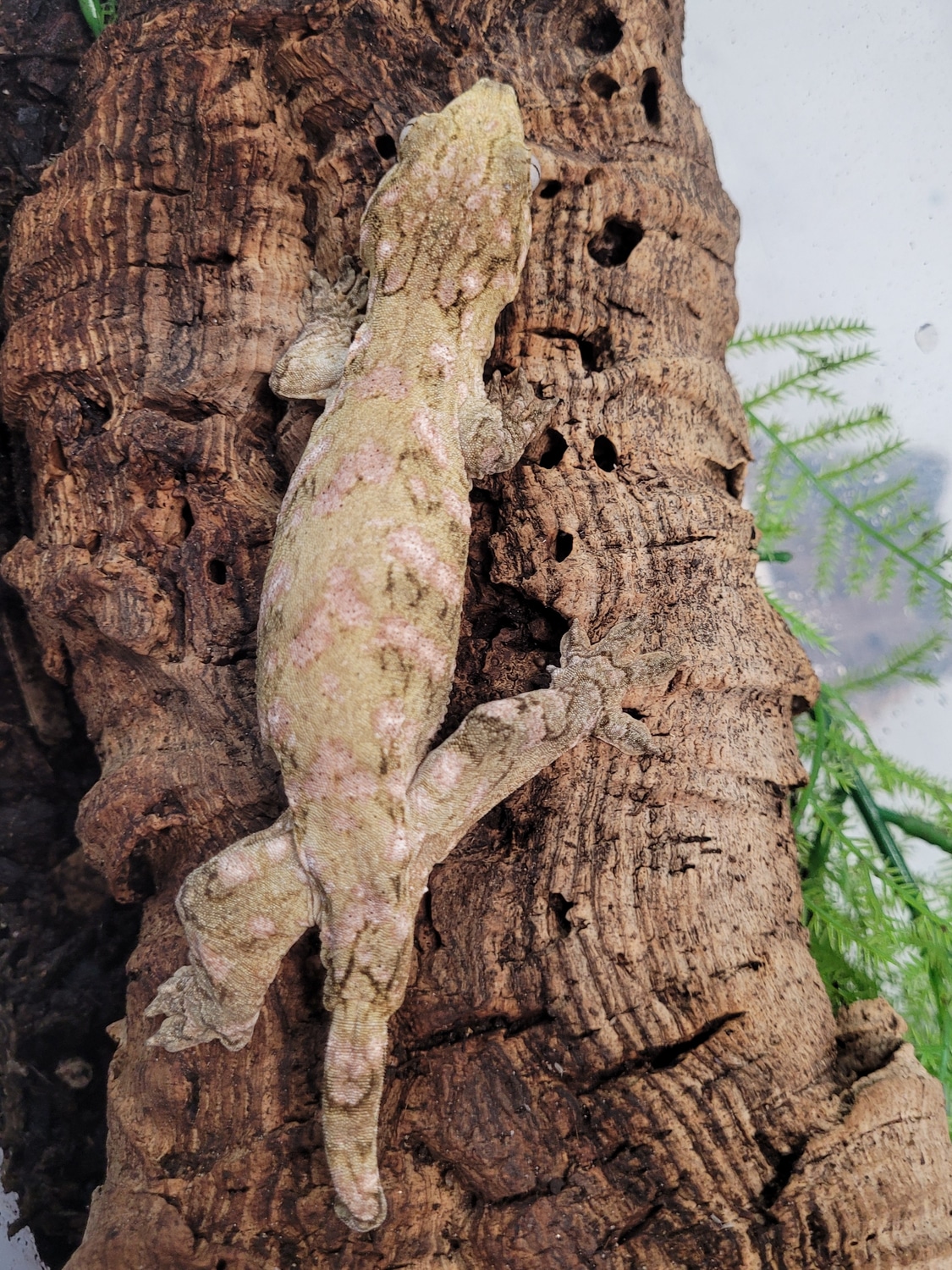 Beautiful High Color Yearling Leachianus Gecko by Zealandia Reptiles ...