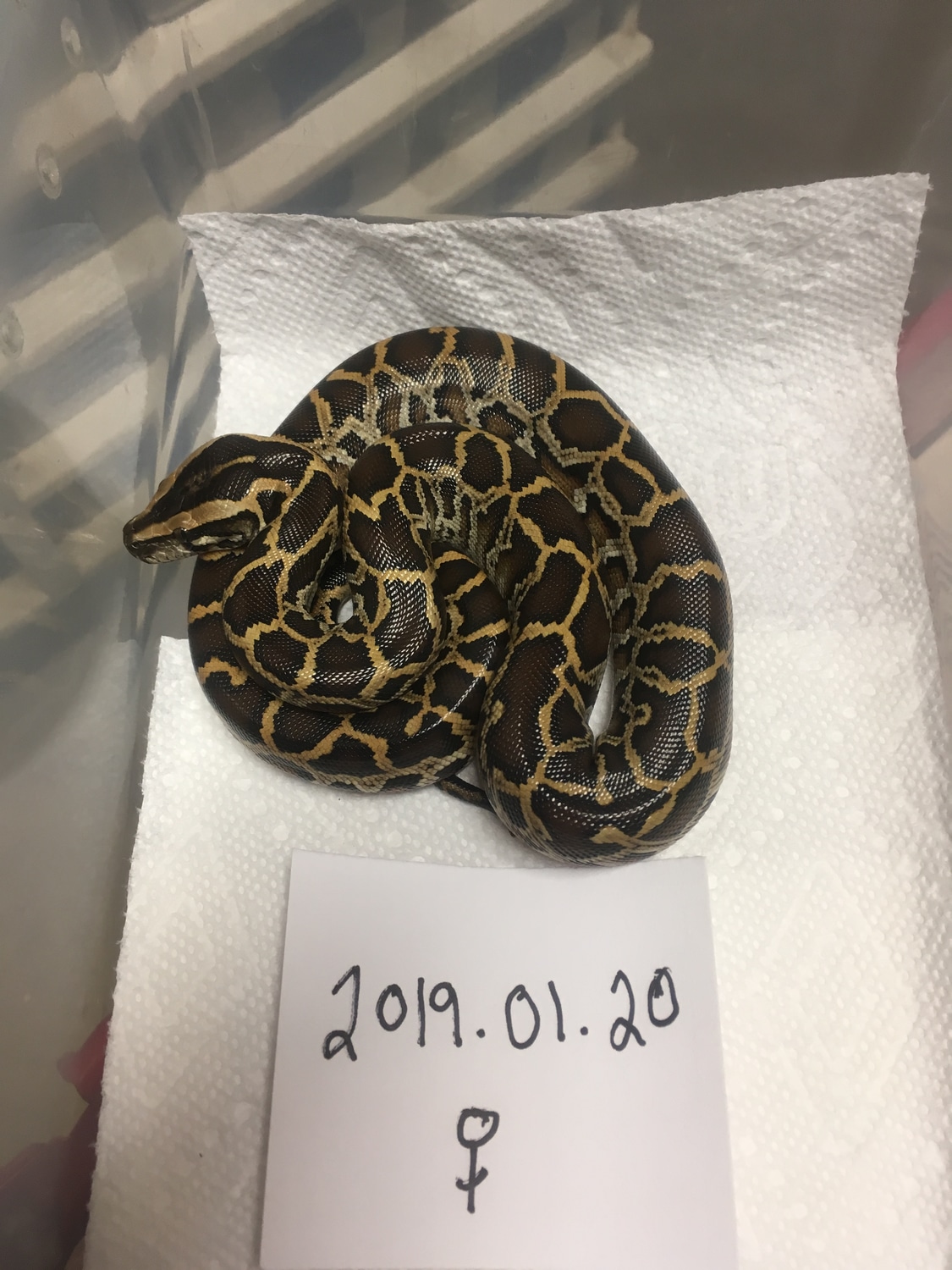 100% Het Caramel Albino (Gulf Coast Line T+) Burmese Python by Jake's ...