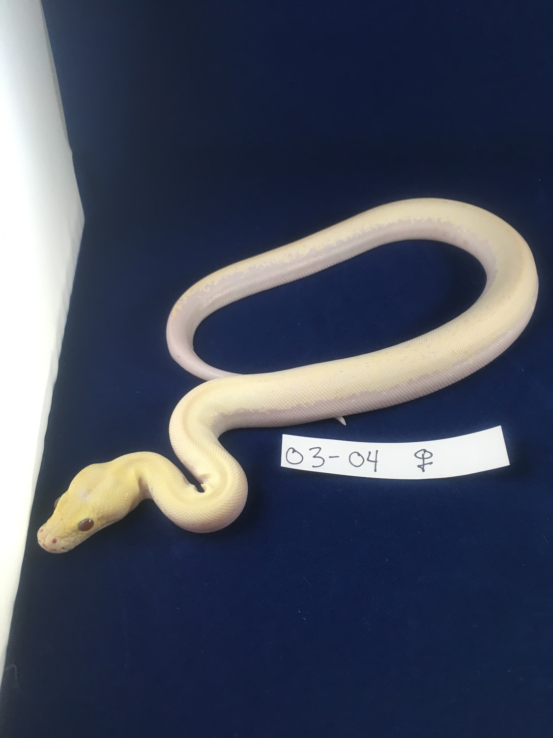 Blizzard (Super Hypo/Albino)100% Het Granite Burmese Python by Jake's ...