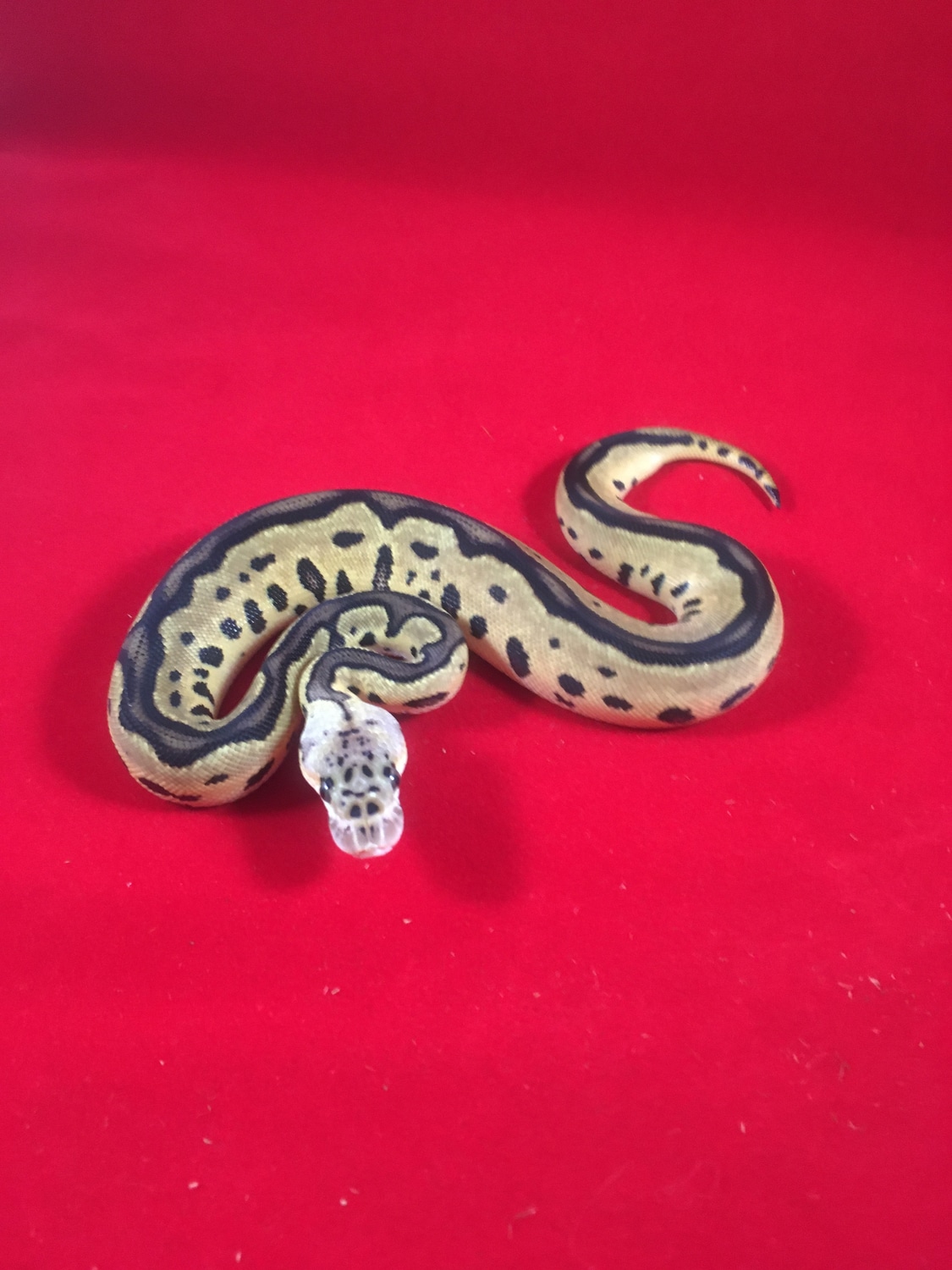 Pastel Leopard Clown (Pos Blade) Ball Python by Jake's Exotic Creations ...