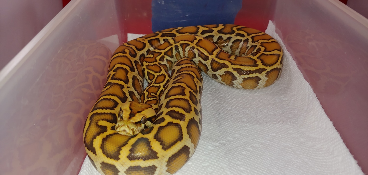 GC Caramel Albino Burmese Python by Jake's Exotic Creations - MorphMarket