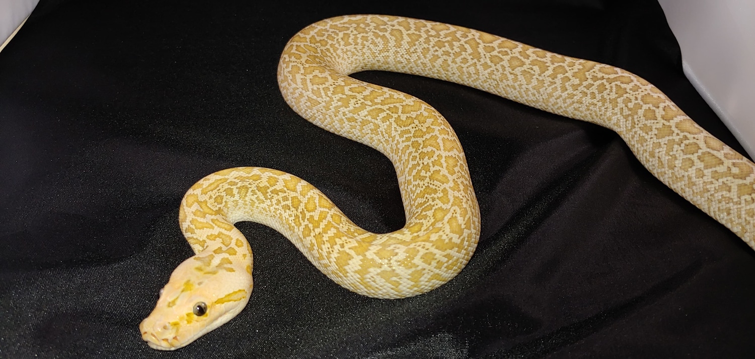 Hypo Granite Burmese Pos Het Albino Burmese Python by Jake's Exotic ...