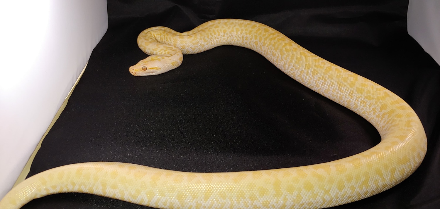 Pearl Granite Burmese Burmese Python by Jake's Exotic Creations ...