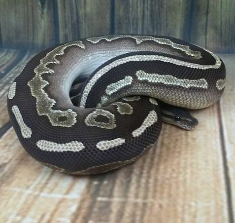 Lithium Ball Python by Top Notch Balls