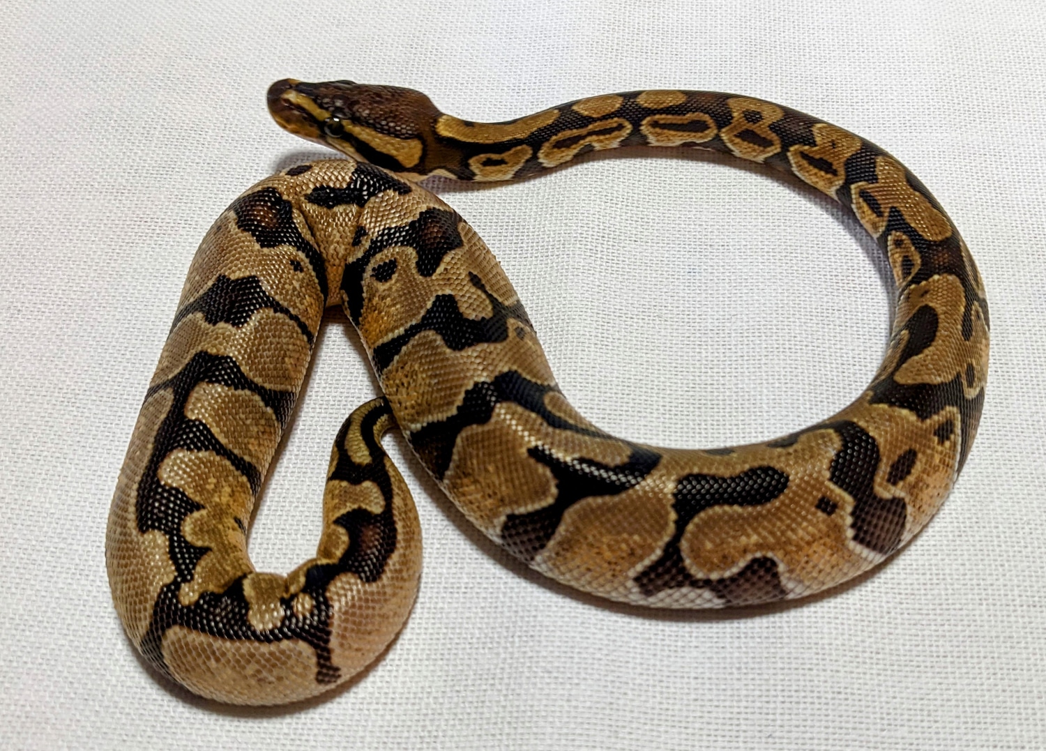 Enchi Orange Dream Ball Python by Loves' Balls, Boas and Burms ...