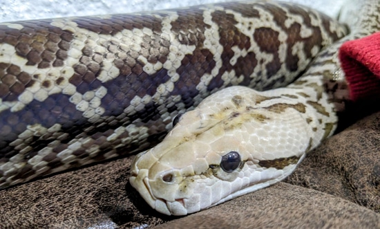 Checkers Burmese Python by Loves' Balls, Boas and Burms