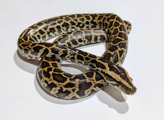 DH Albino And Granite Pos Het Patternless Burmese Python by Loves ...