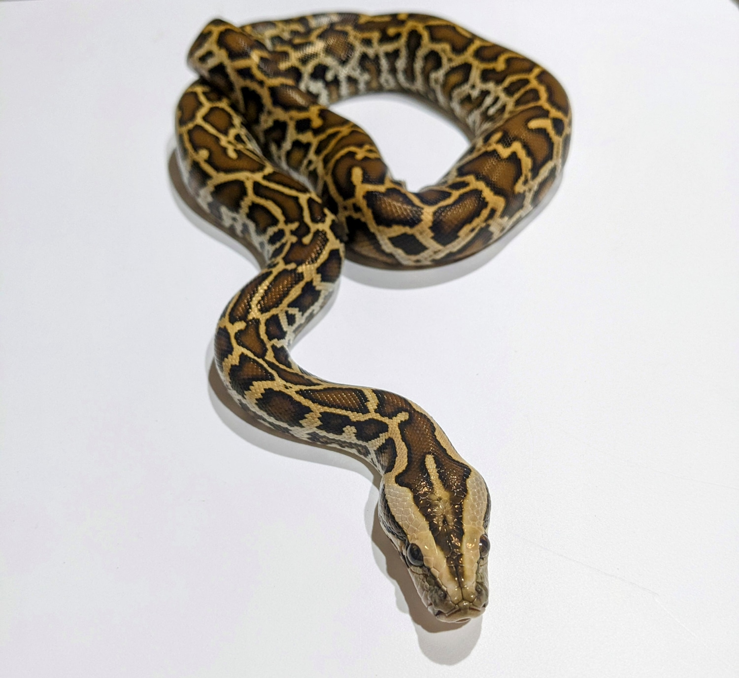 Het Albino Het Granite Pos Het Patternless Burmese Python by Loves ...