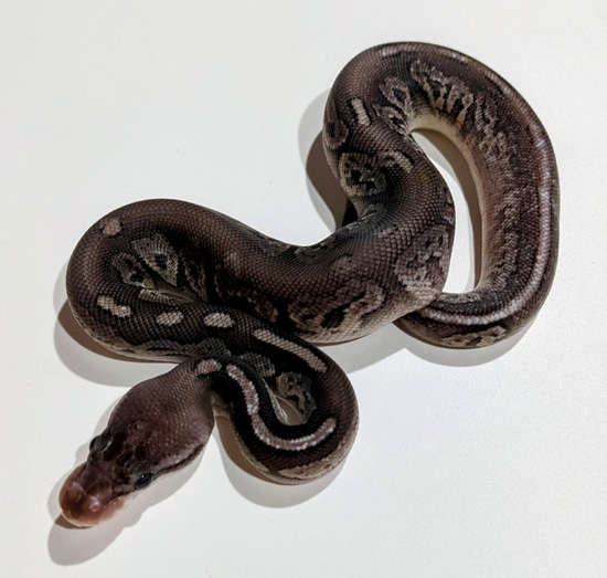 Wookie Black Pastel Mystic Pastel Ball Python by Loves' Balls, Boas and ...