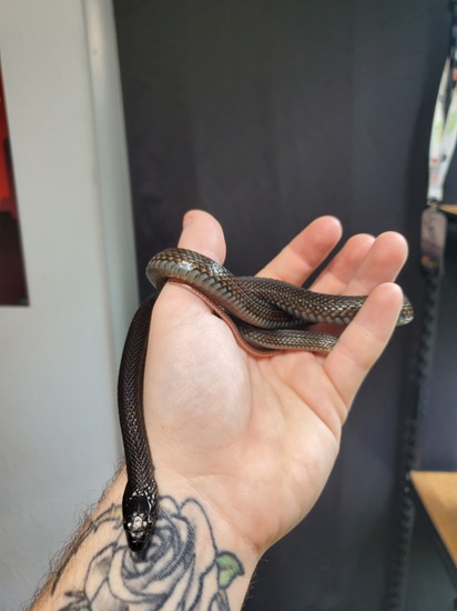 Lake Chapala Garter Snake 66% Het Albino by LZ Serpents