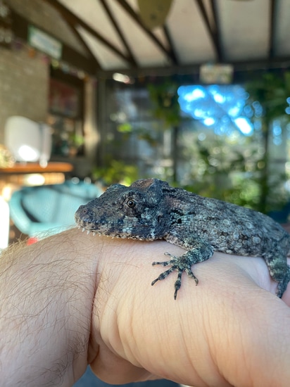 Cuban False Chameleon (Anolis Barbatus) Anole by Zeek's Exotics