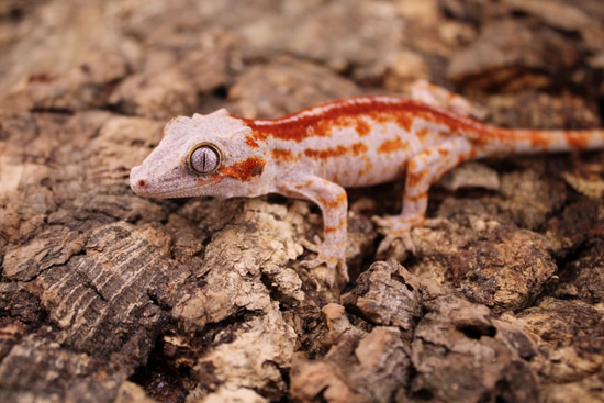 Super Stripe Gargoyle Gecko by Zekes Geeky Geckos