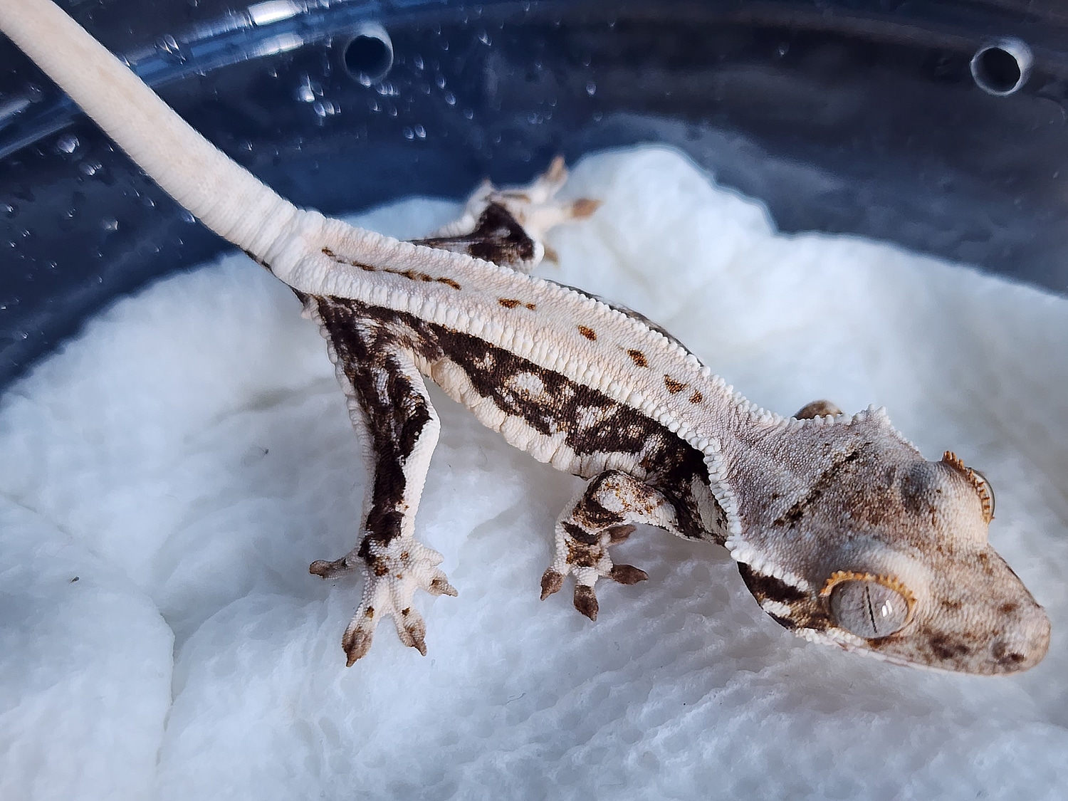 Pwykka X Lore - Boba Lilly White - 3g Crested Gecko by ZenGex - MorphMarket