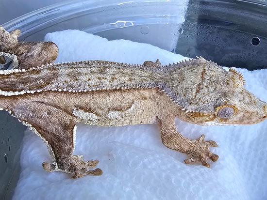 Pupa X Monster - 11g - Yellow/Orange Phantom Crested Gecko by ZenGex