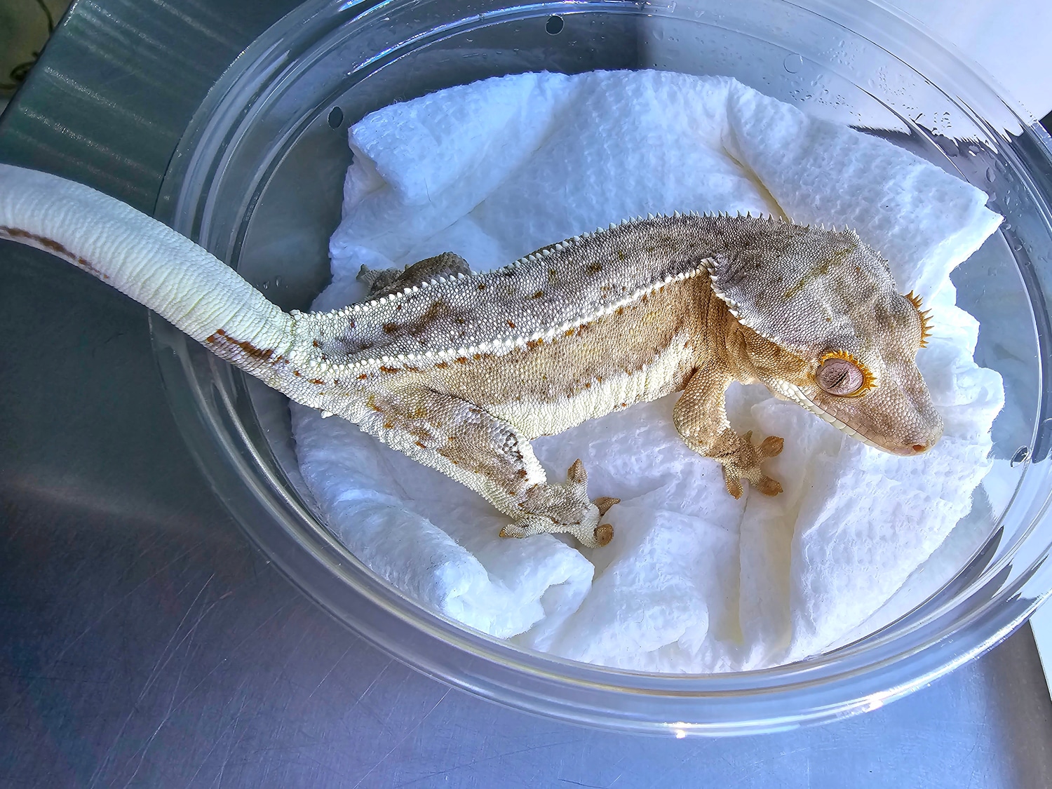 Pupa X Monster - Yellow Lilly White - Sonic Trash Cat Sibling! Crested ...