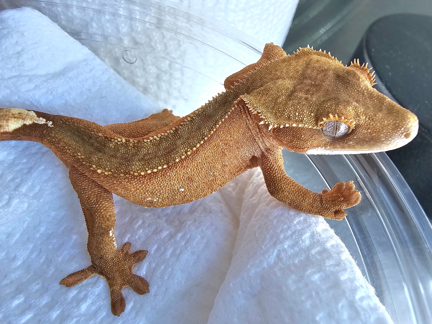 Zydrate X Enigma - Red Phantom!! Crested Gecko by ZenGex - MorphMarket
