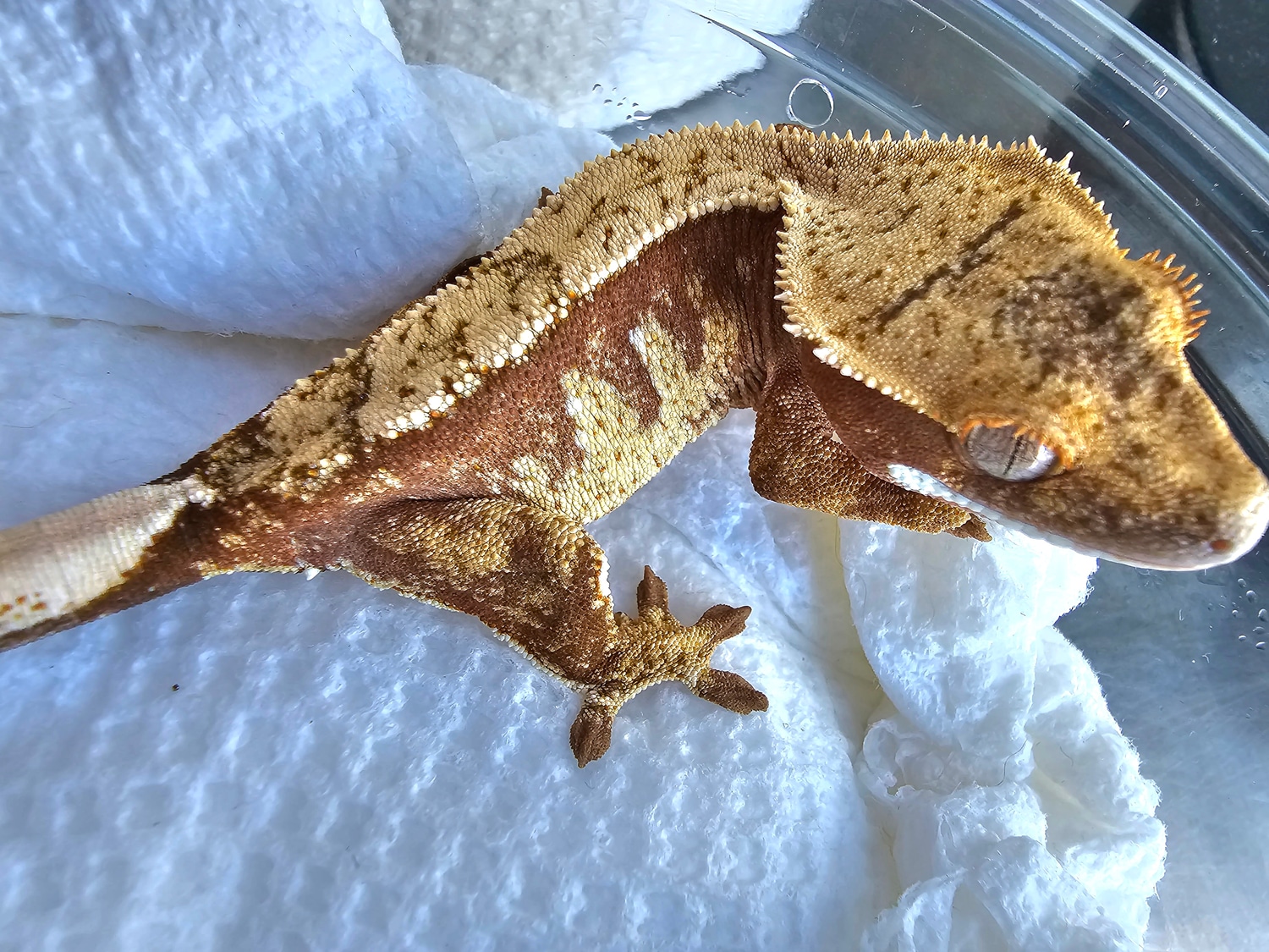 Zydrate X Himiko - Red 😍 Crested Gecko by ZenGex - MorphMarket