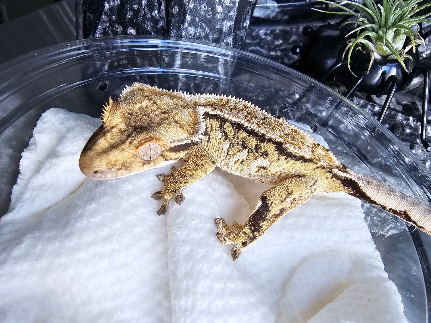 Jarvis X Pei Pei - Probable Female Tricolor Crested Gecko by ZenGex ...