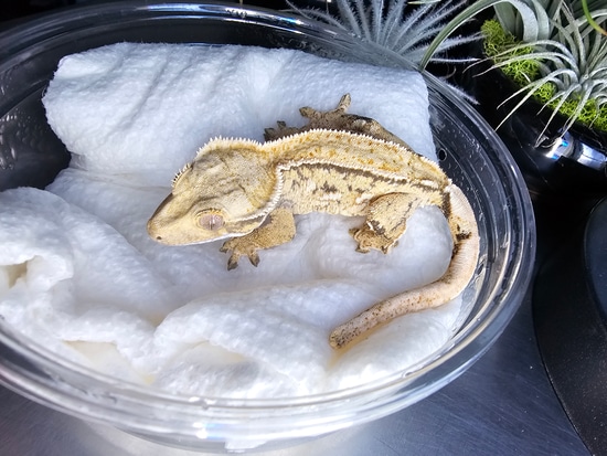 Mercutio X Belle - Female Tri Crested Gecko by ZenGex