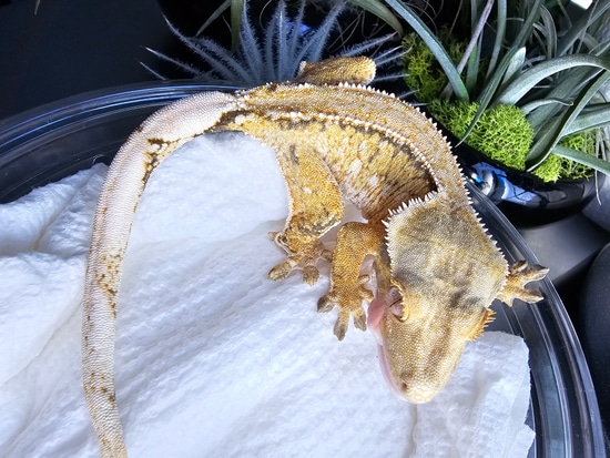 Mercutio X Belle - Female Orange Tricolor Crested Gecko by ZenGex