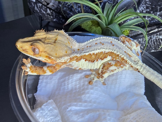 Pupa X Monster - Orange 🍊 Creamsicle Lilly - Sonic Trash Cat Sibling ...