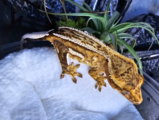 Pupa X Monster - Killer Yellow! Crested Gecko by ZenGex
