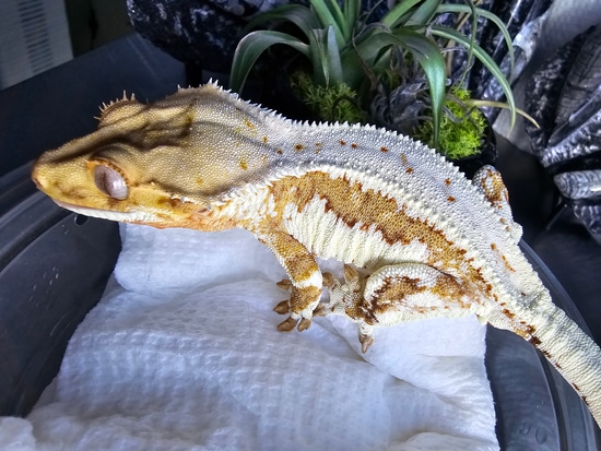 Pupa X Monster - Orange 🍊 Creamsicle Lilly - Sonic Trash Cat Sibling ...