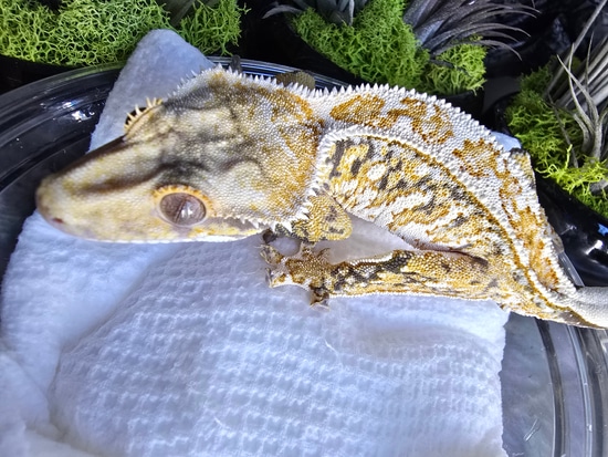 Pwykka X Nymph - Boba Tricolor Crested Gecko by ZenGex
