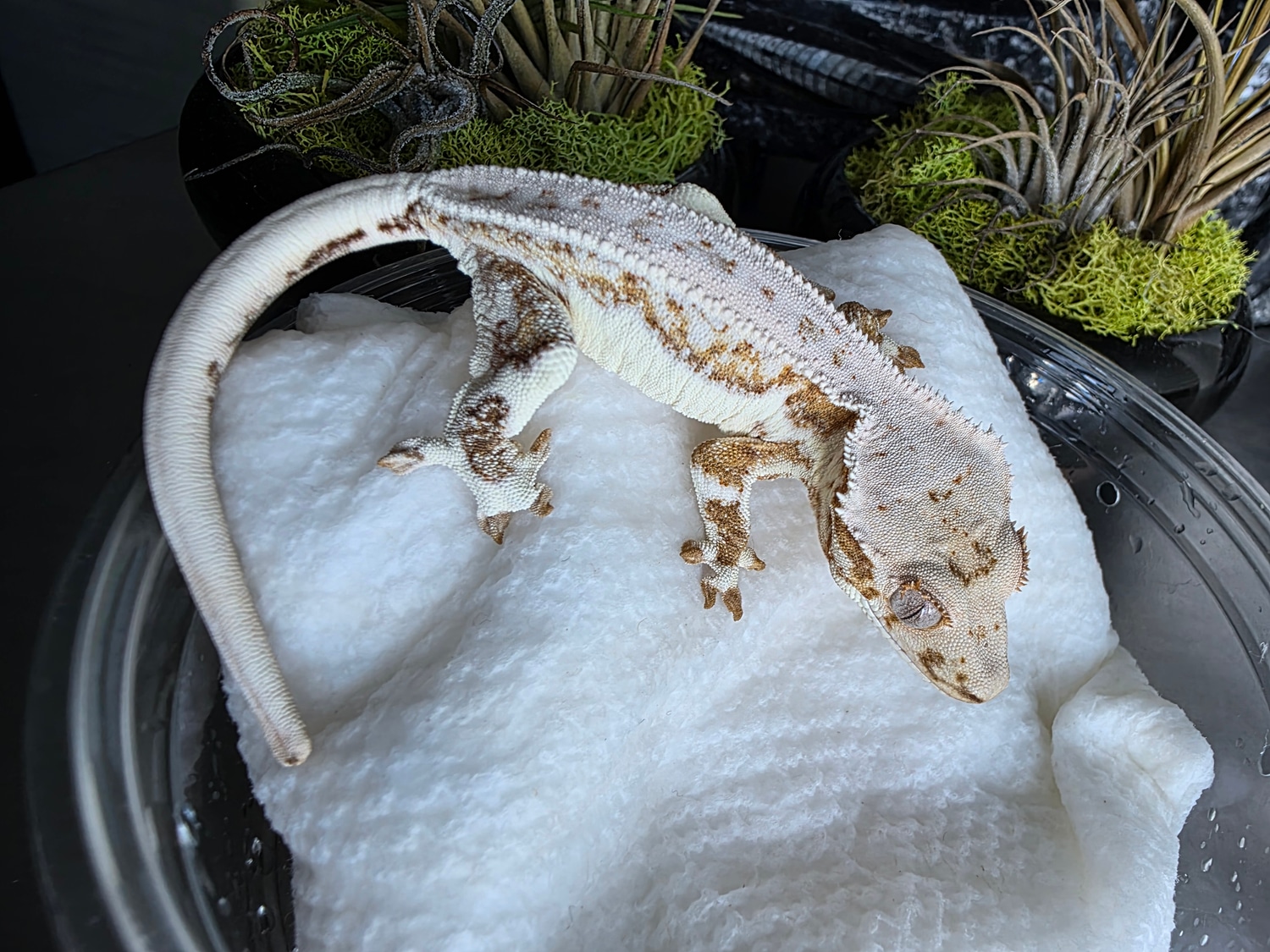 Sonic Trash Cat x Migi - Killer Yellow Lilly!