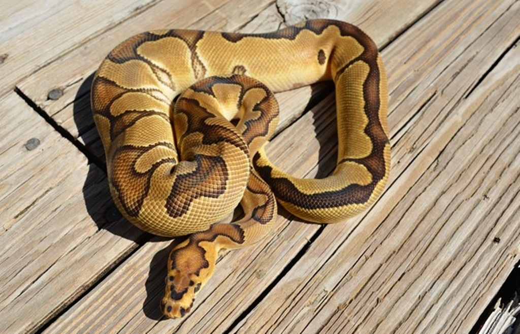 Enchi Clown Ball Python by Edens Gate Quality Serpents - MorphMarket