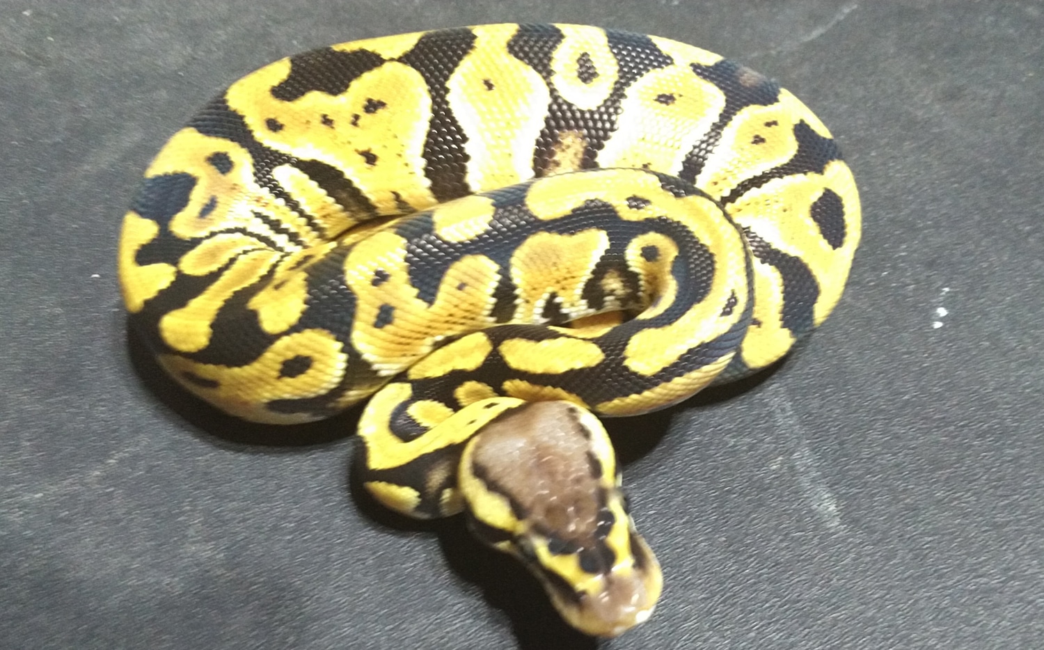 Pastel Het Tri Stripe Ball Python by Edens Gate Quality Serpents ...