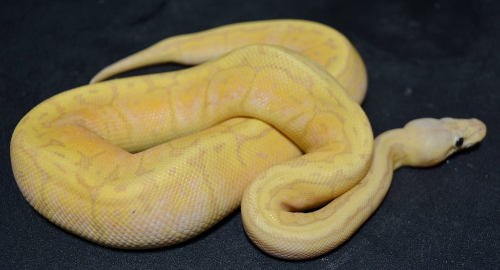 Banana Super Pastel Pinstripe Ball Python by Edens Gate Quality ...