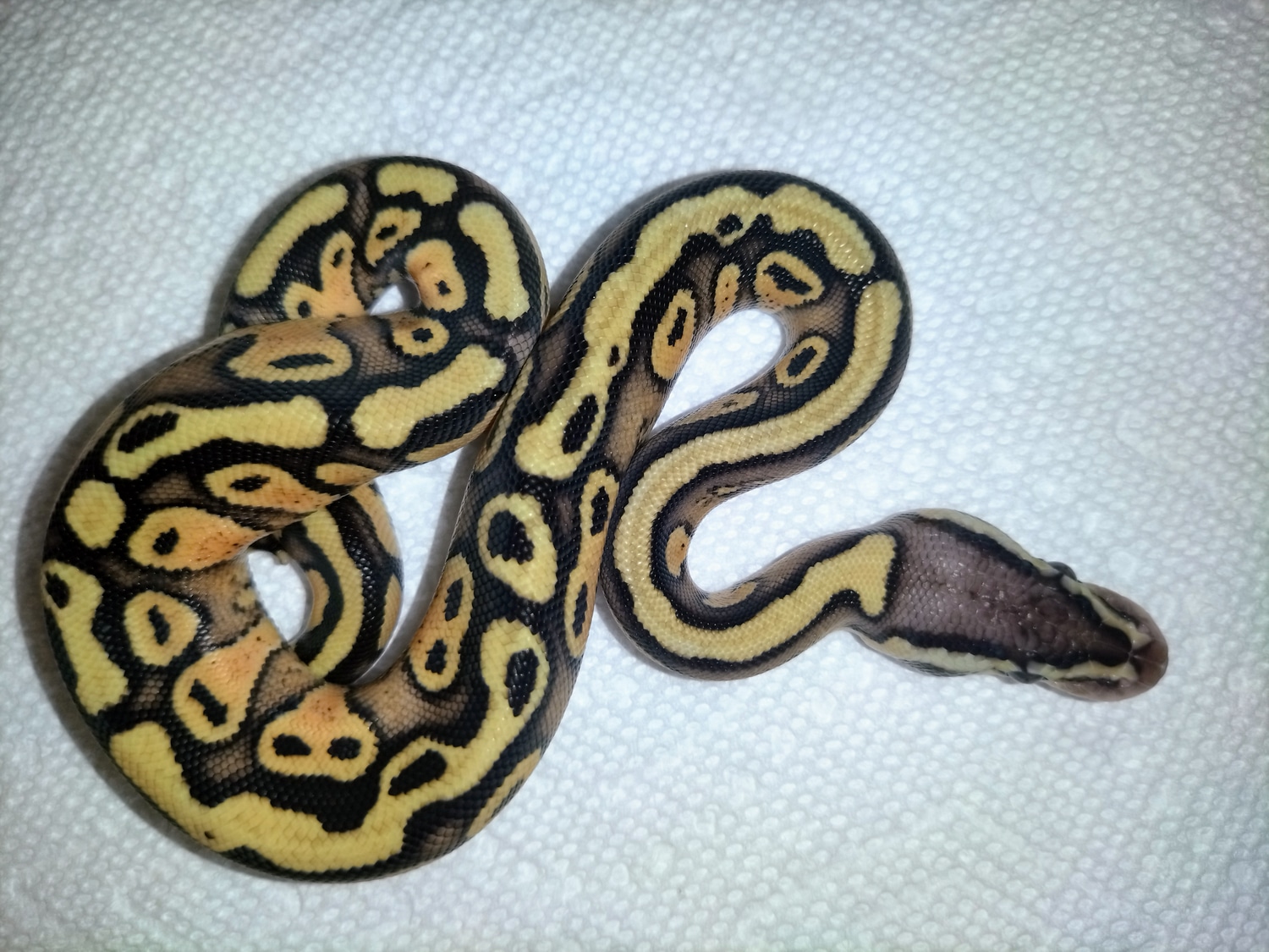 Pastel Yellowbelly Redstripe Dbl Het Ultramel Tri-Stripe Ball Python by ...