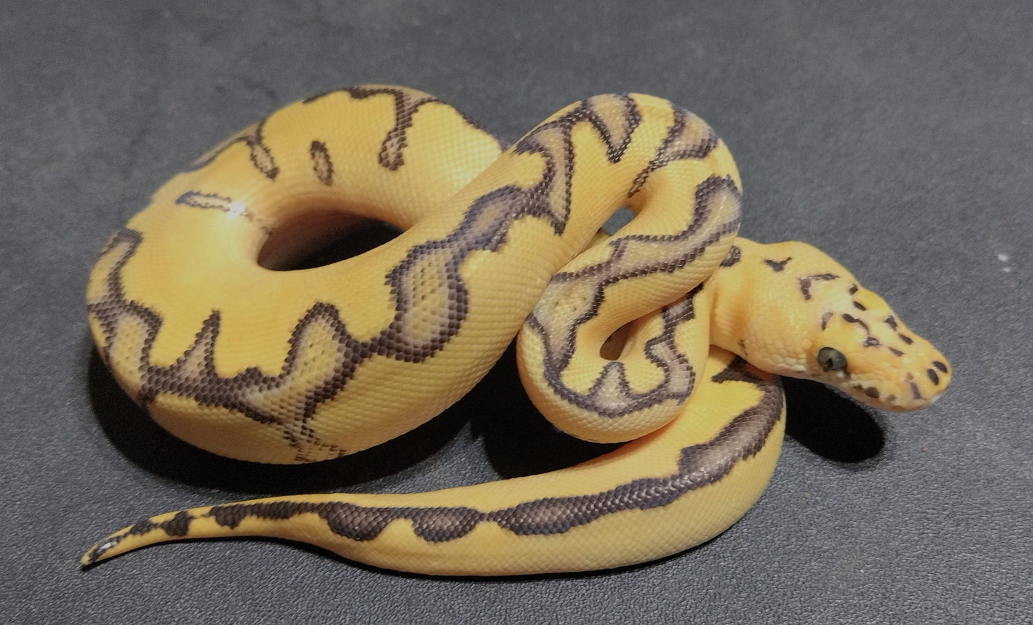 Enchi Firefly Clown Ball Python by Edens Gate Quality Serpents ...