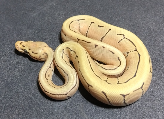 Orange Dream Pinstripe Desert Ghost Ball Python by Edens Gate Quality ...